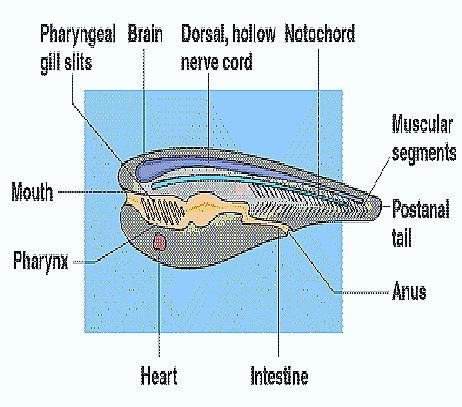 Cephalochordata Classification systematic position: | BIOZOOM